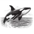 Orca Clip Art | Polar Vectors