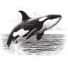 Orca Clip Art | Polar Vectors