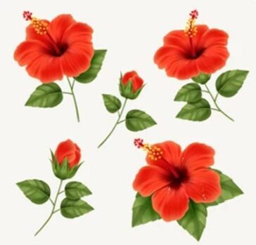 Hawaiian Flower Vector Illustration | Polar Vectors